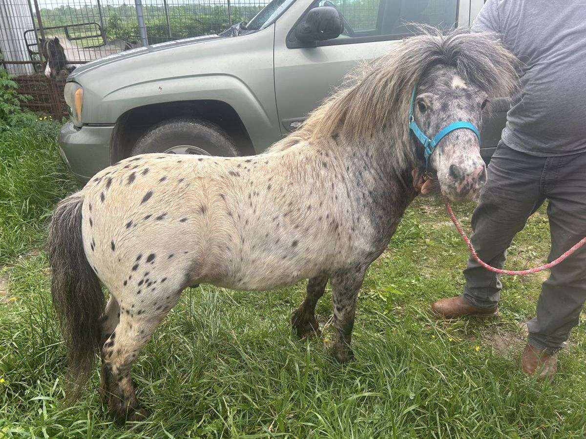 Miniature Horse- Appaloosa Stallion