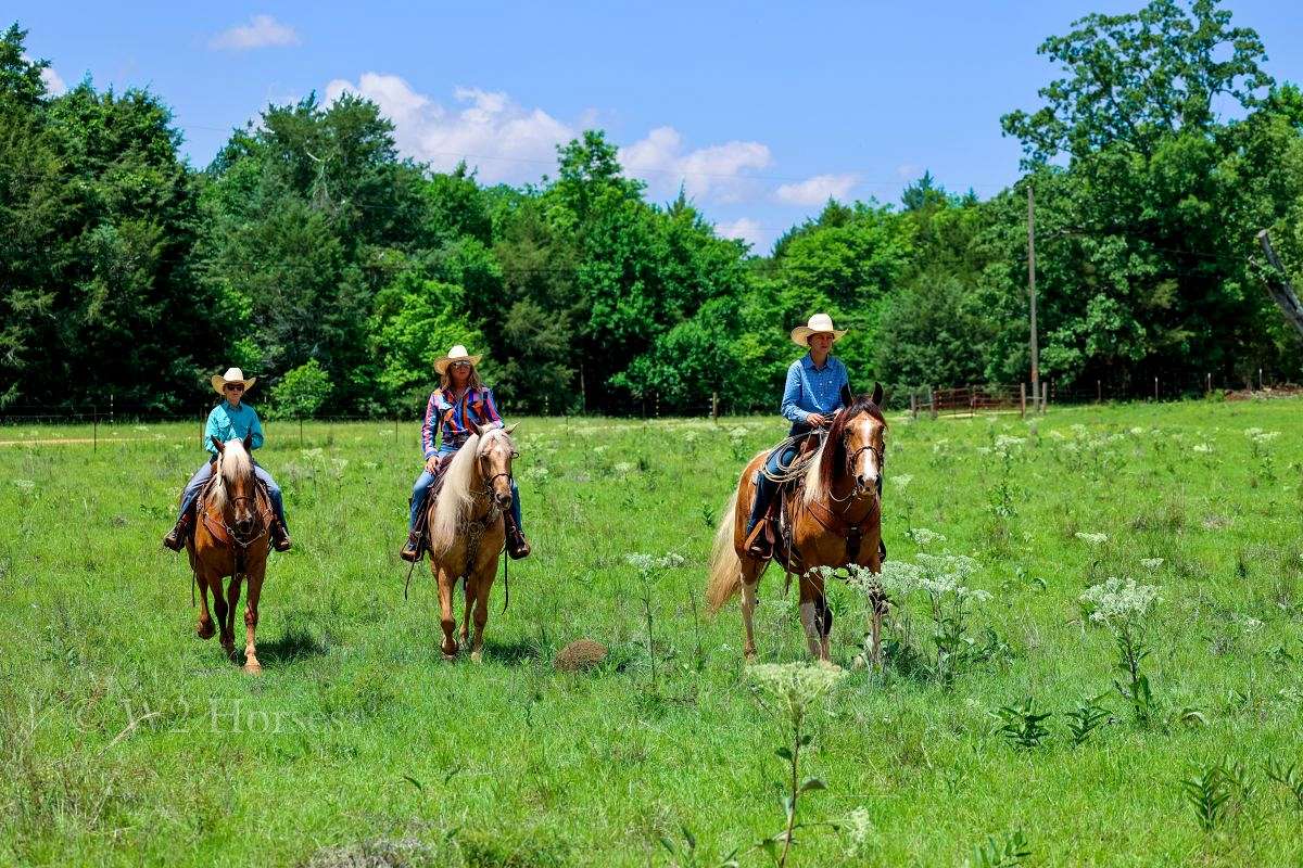 Gentle, Trails, Gaited, Beautiful
