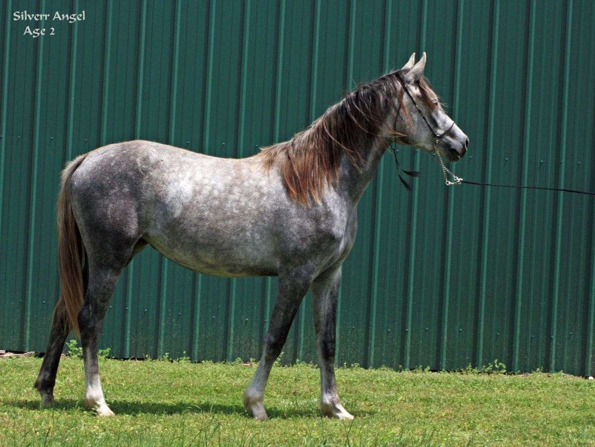 Straight Russian Arabian Filly