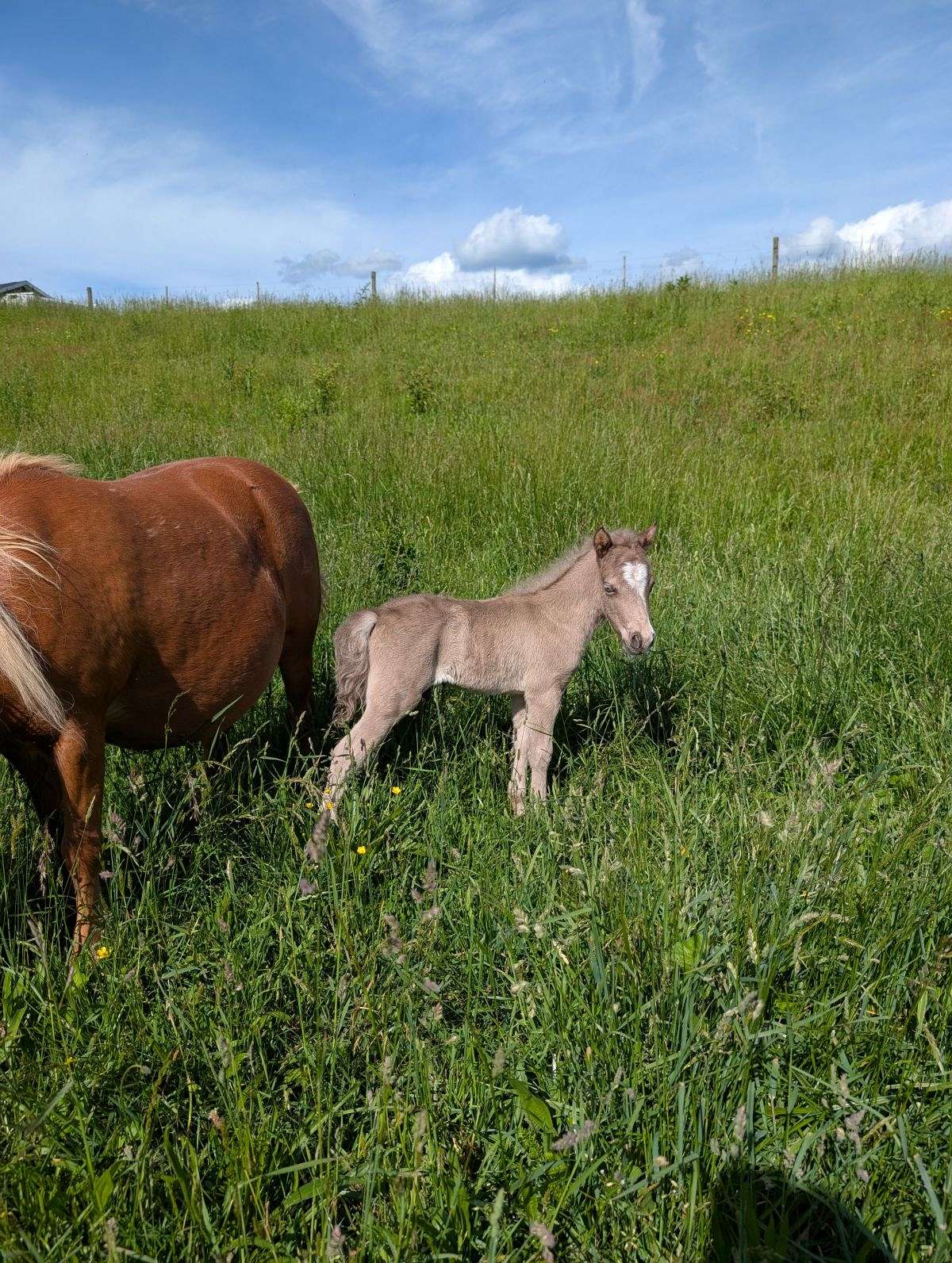2025 Silver Dapple Mini Colt With Blue Eyes