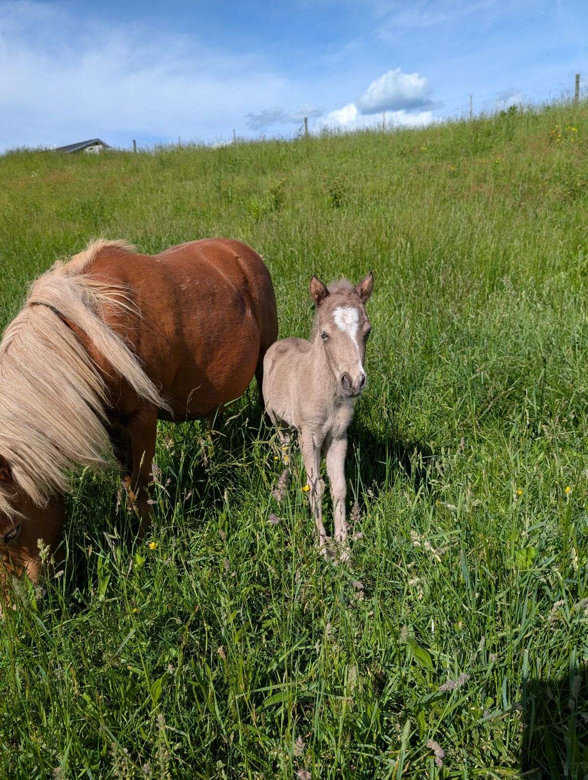 2025 Silver Dapple Mini Colt With Blue Eyes