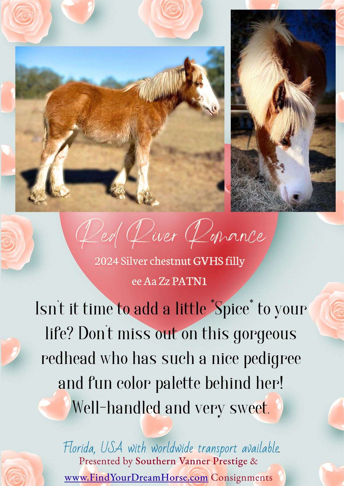 It's a Red Hot Summer With This Silver Chestnut Gypsy Vanner Filly!