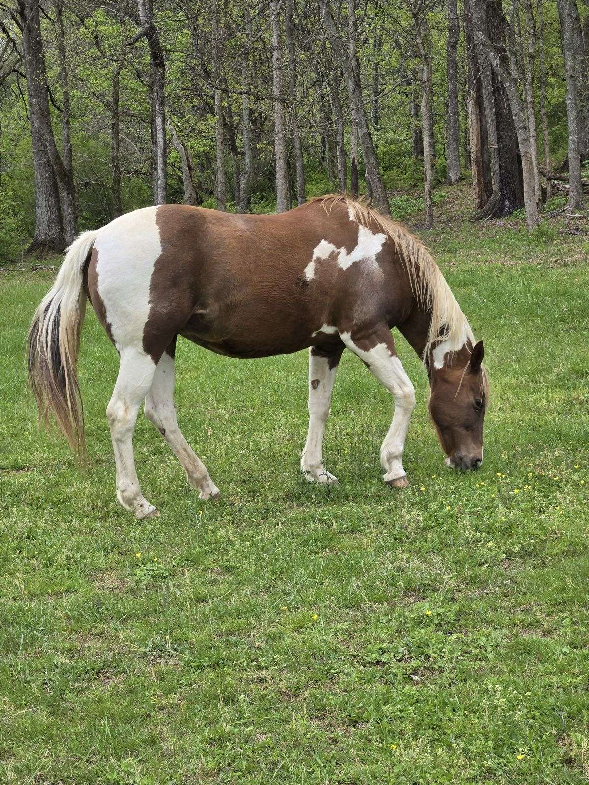 Beautiful Paint Quarter Horse Mare