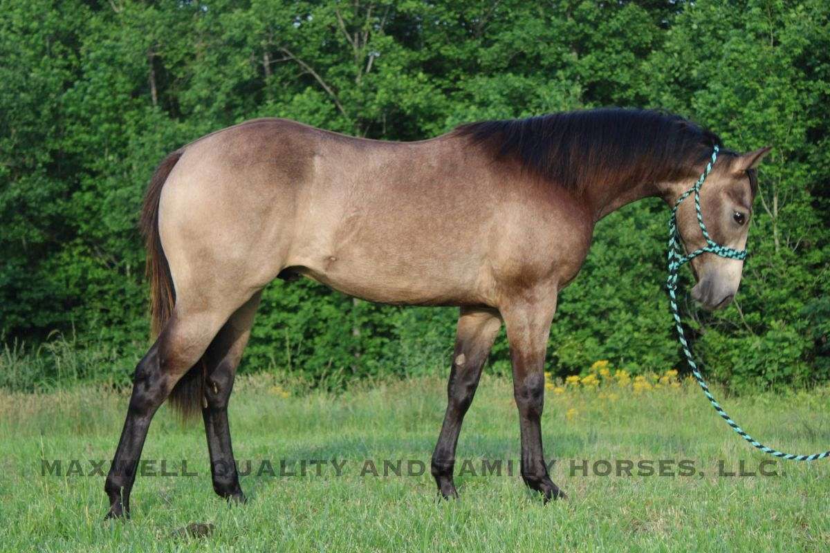 2024 Buckskin Colt