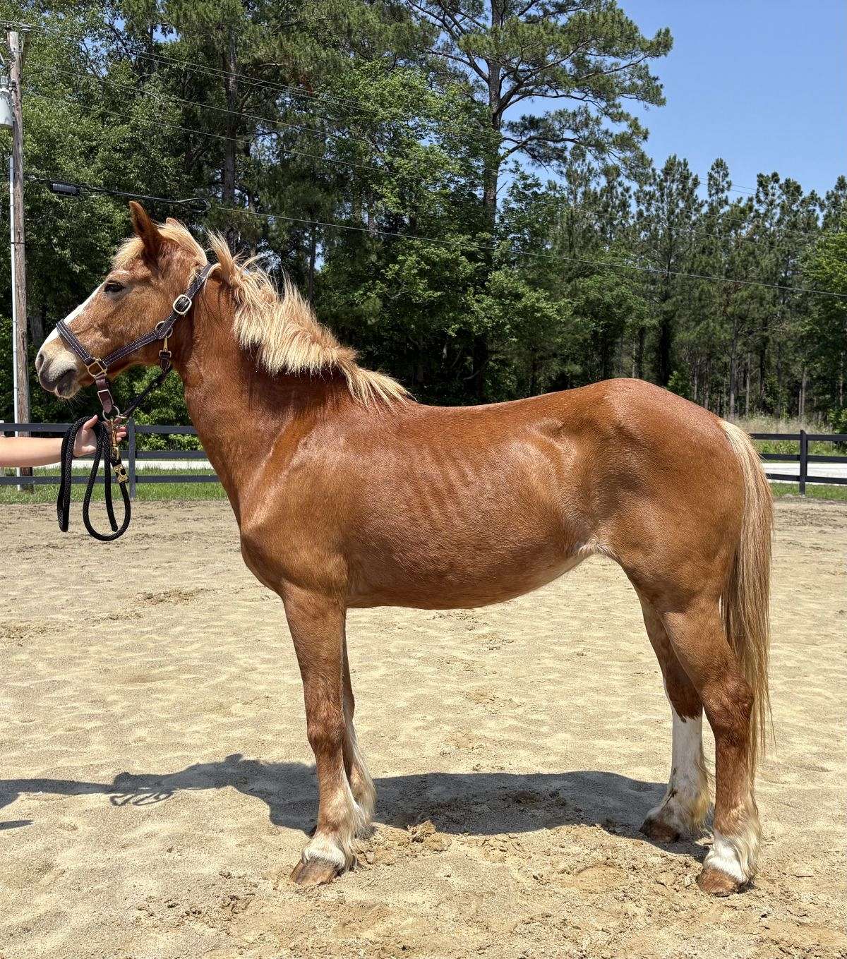 Gentle Haflinger Cross