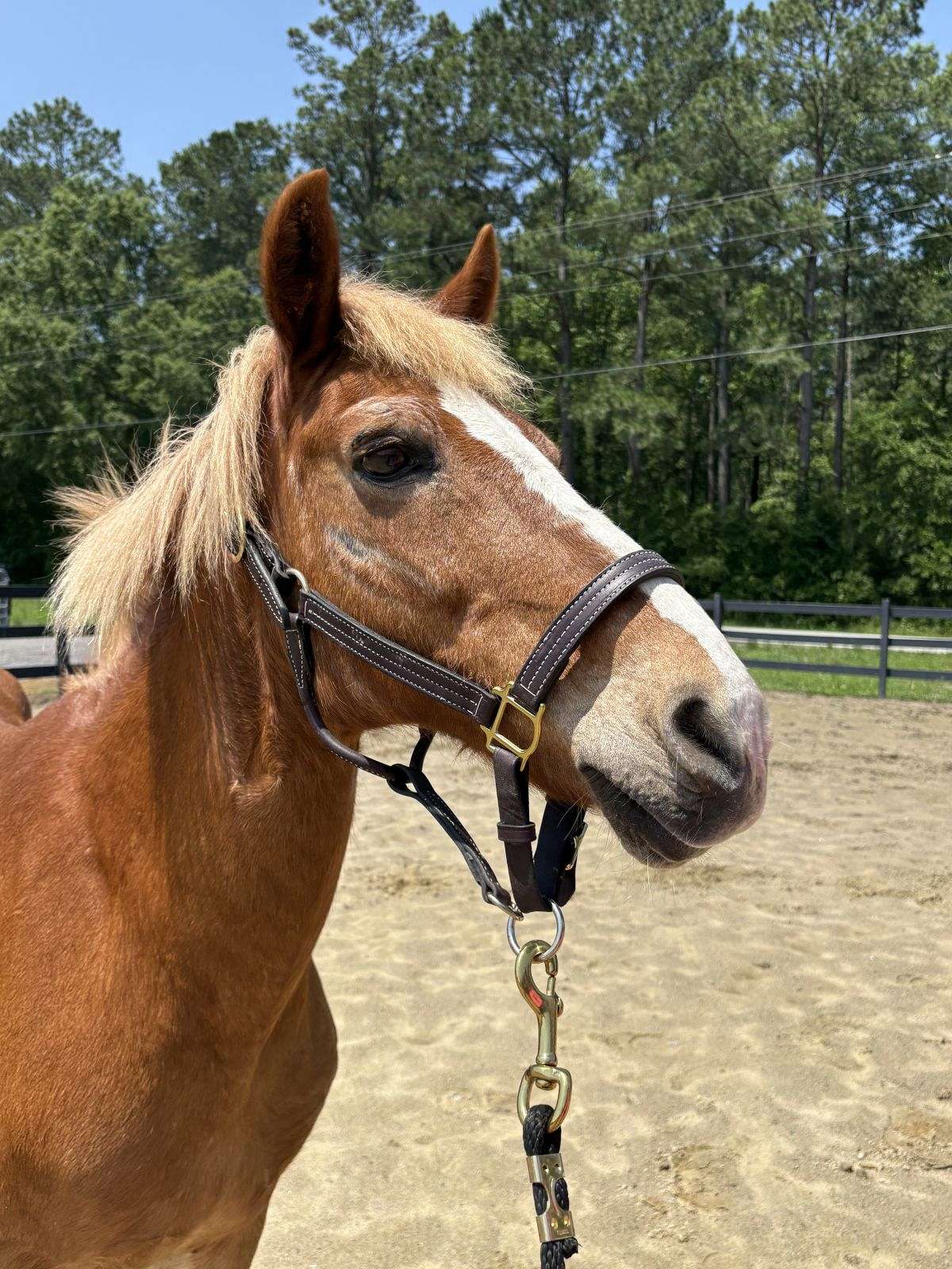 Gentle Haflinger Cross