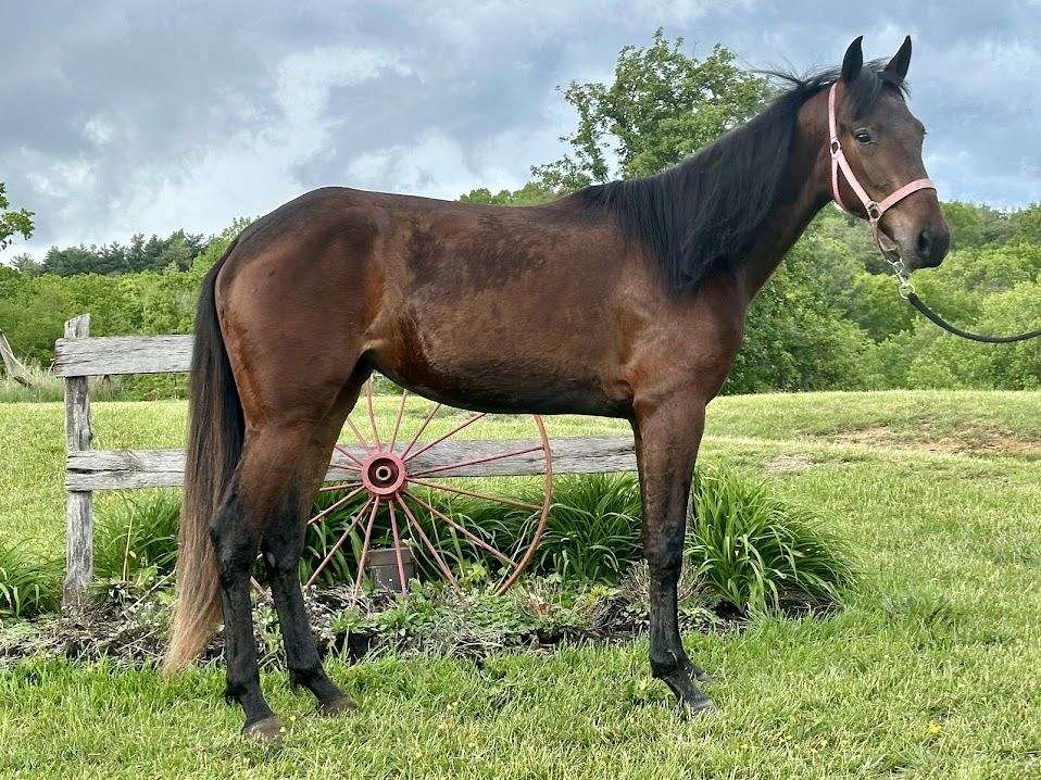 Tattooed Standardbred Mare