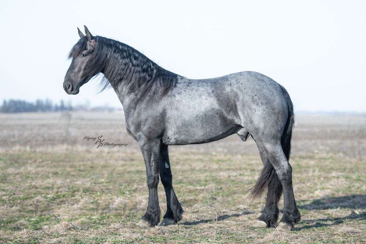 Tyler - a True All-Around Horse 4 yo Blue Roan Friesian Sport Horse Gelding