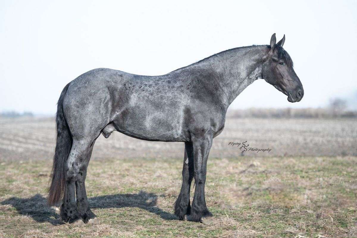 Tyler - a True All-Around Horse 4 yo Blue Roan Friesian Sport Horse Gelding