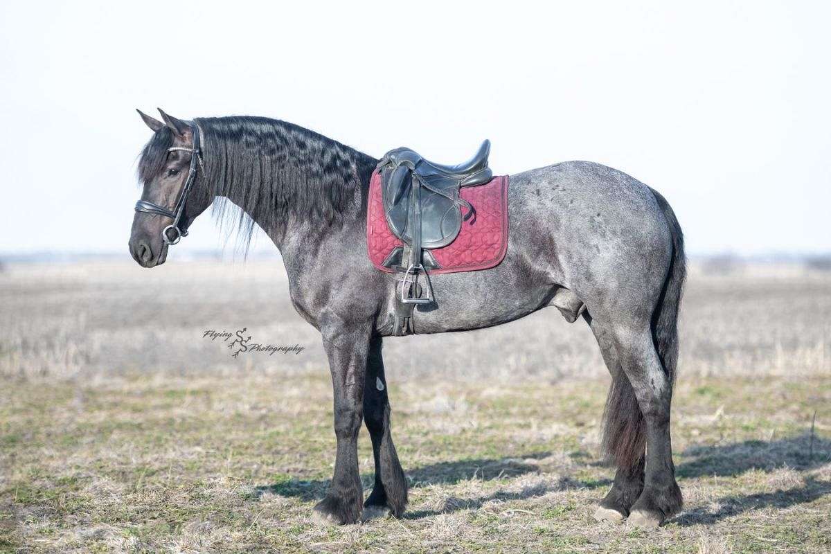 Tyler - a True All-Around Horse 4 yo Blue Roan Friesian Sport Horse Gelding