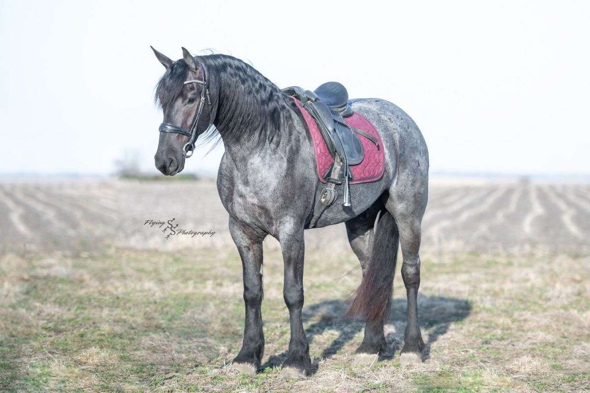 Tyler - a True All-Around Horse 4 yo Blue Roan Friesian Sport Horse Gelding