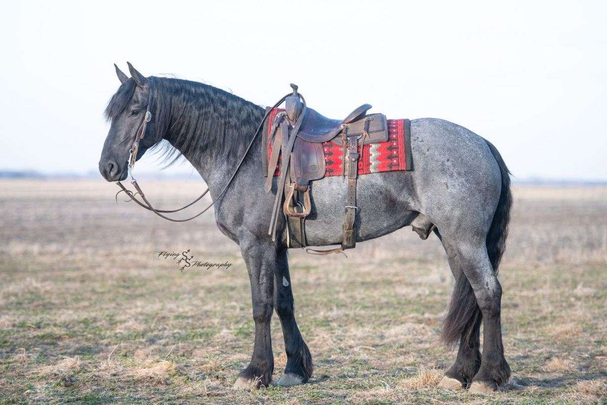 Tyler - a True All-Around Horse 4 yo Blue Roan Friesian Sport Horse Gelding