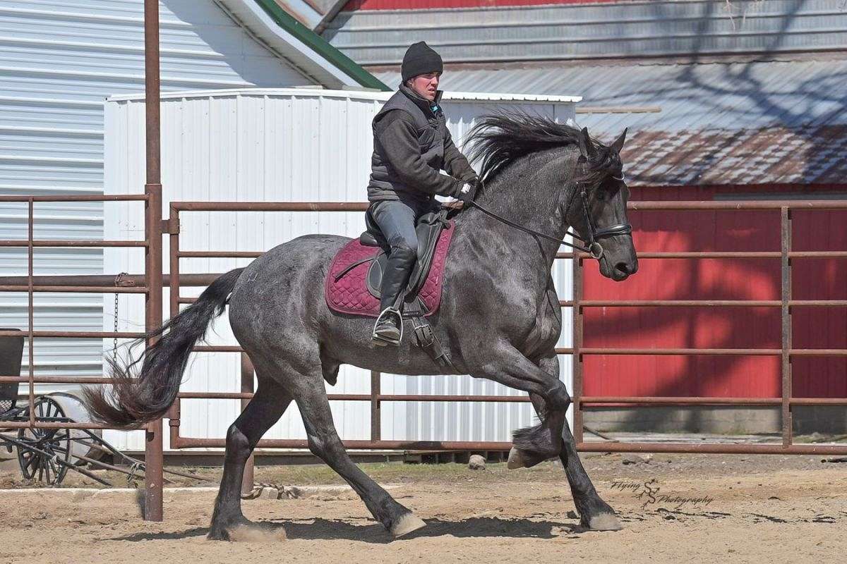 Tyler - a True All-Around Horse 4 yo Blue Roan Friesian Sport Horse Gelding