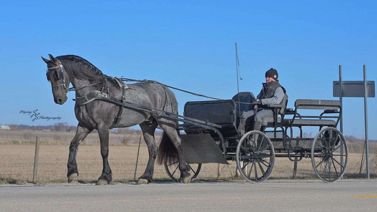 Tyler - a True All-Around Horse 4 yo Blue Roan Friesian Sport Horse Gelding