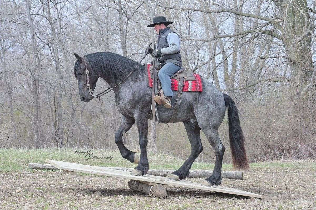 Tyler - a True All-Around Horse 4 yo Blue Roan Friesian Sport Horse Gelding