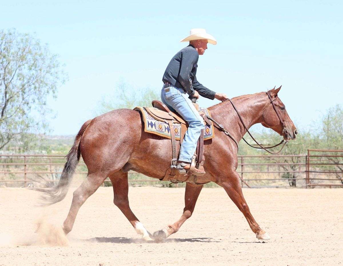 Tumbleweed - the Ultimate Ranch Horse 9 Yr Old Red Roan AQHA Gelding!