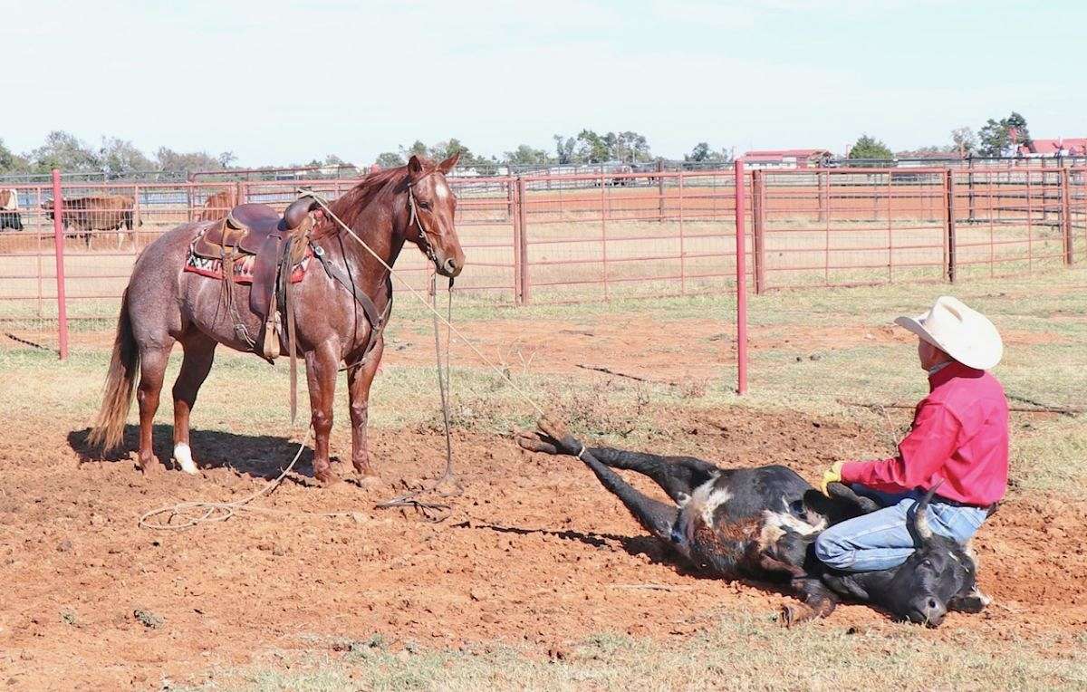 Tumbleweed - the Ultimate Ranch Horse 9 Yr Old Red Roan AQHA Gelding!