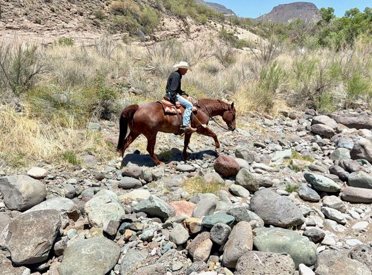 Tumbleweed - the Ultimate Ranch Horse 9 Yr Old Red Roan AQHA Gelding!