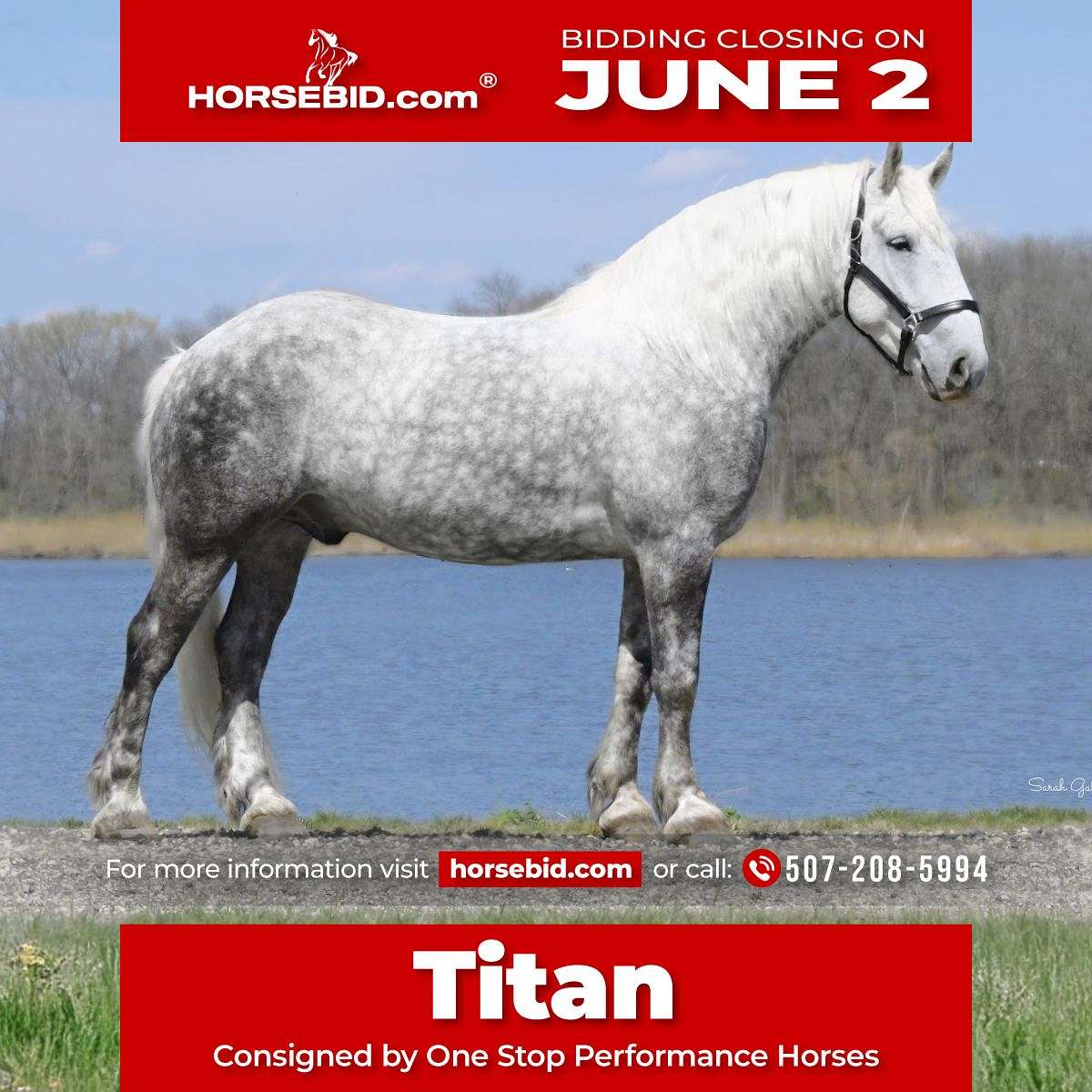 Titan - Super Talented 6 Yr Old Dapple Grey Draft Cross Gelding!