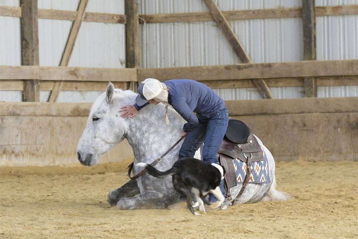 Titan - Super Talented 6 Yr Old Dapple Grey Draft Cross Gelding!