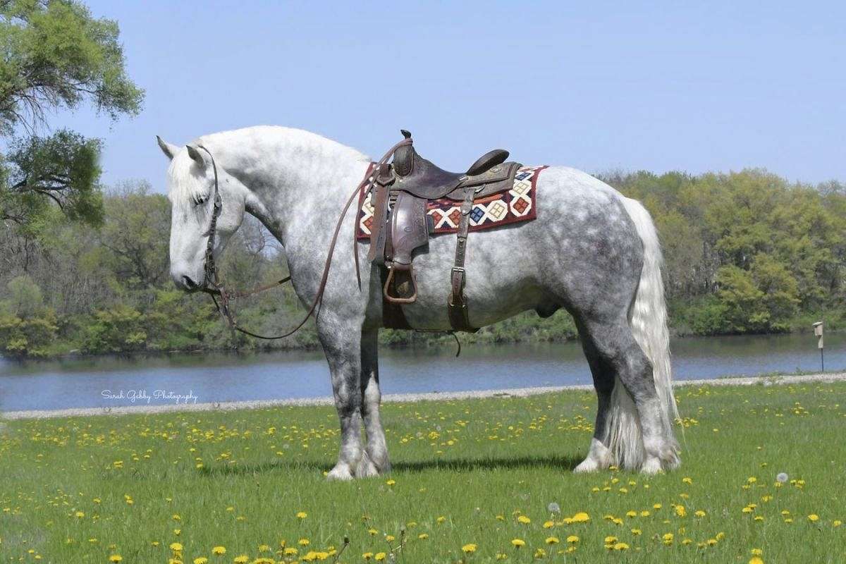 Titan - Super Talented 6 Yr Old Dapple Grey Draft Cross Gelding!