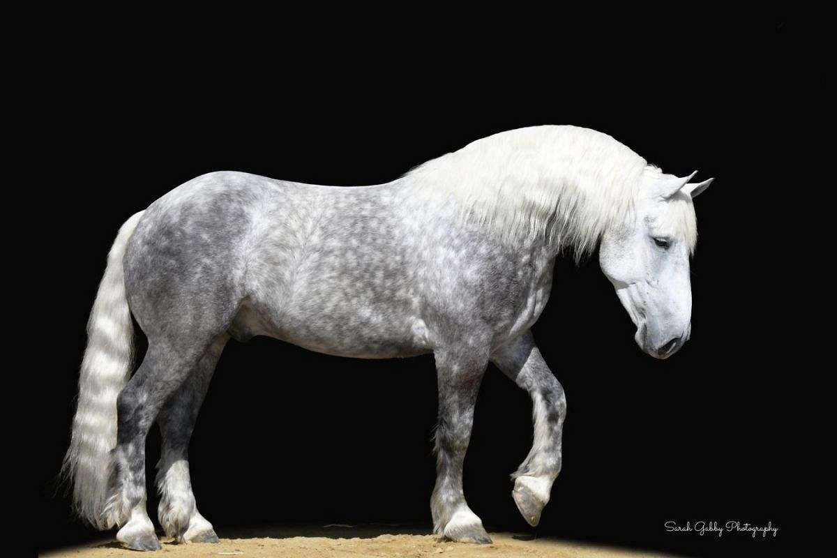 Titan - Super Talented 6 Yr Old Dapple Grey Draft Cross Gelding!