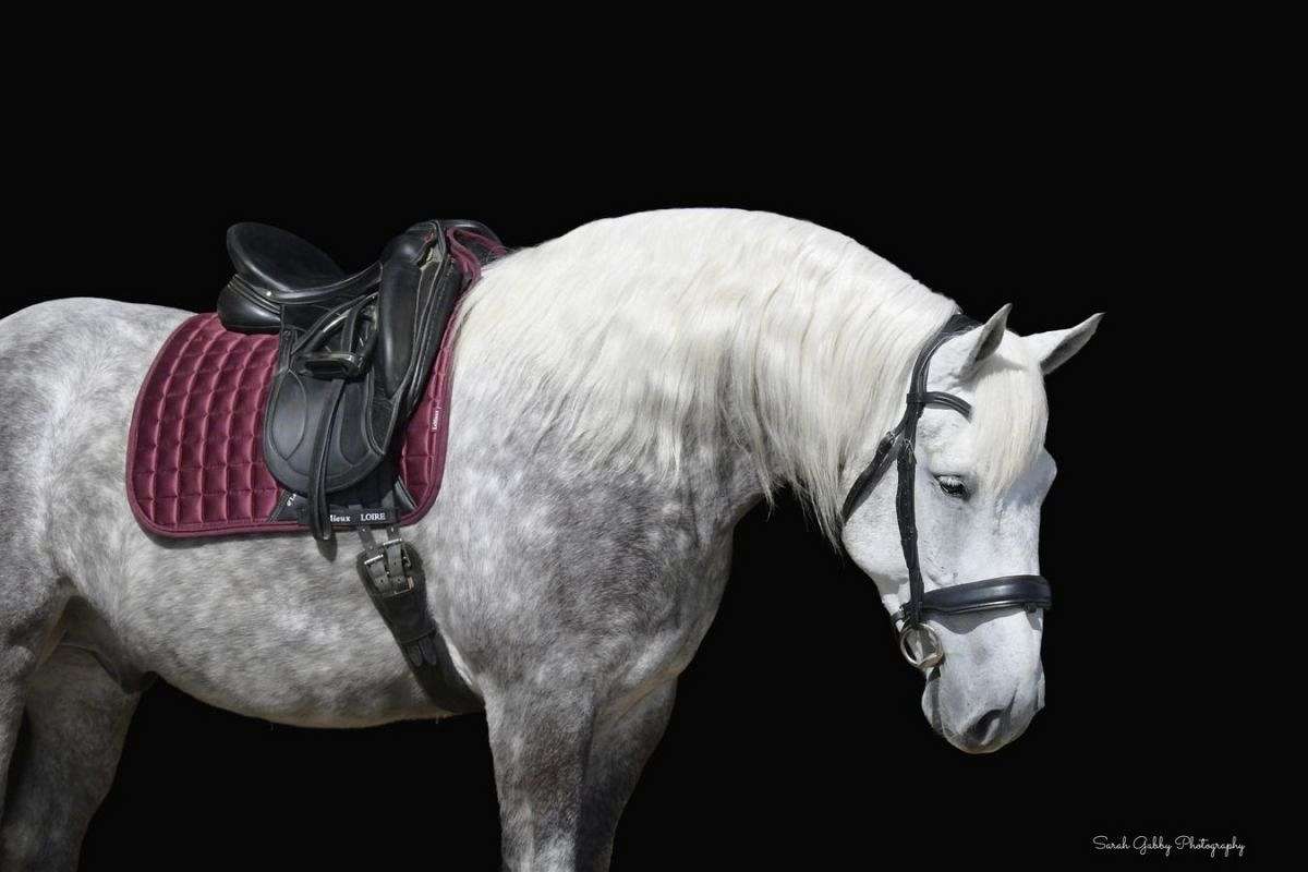 Titan - Super Talented 6 Yr Old Dapple Grey Draft Cross Gelding!