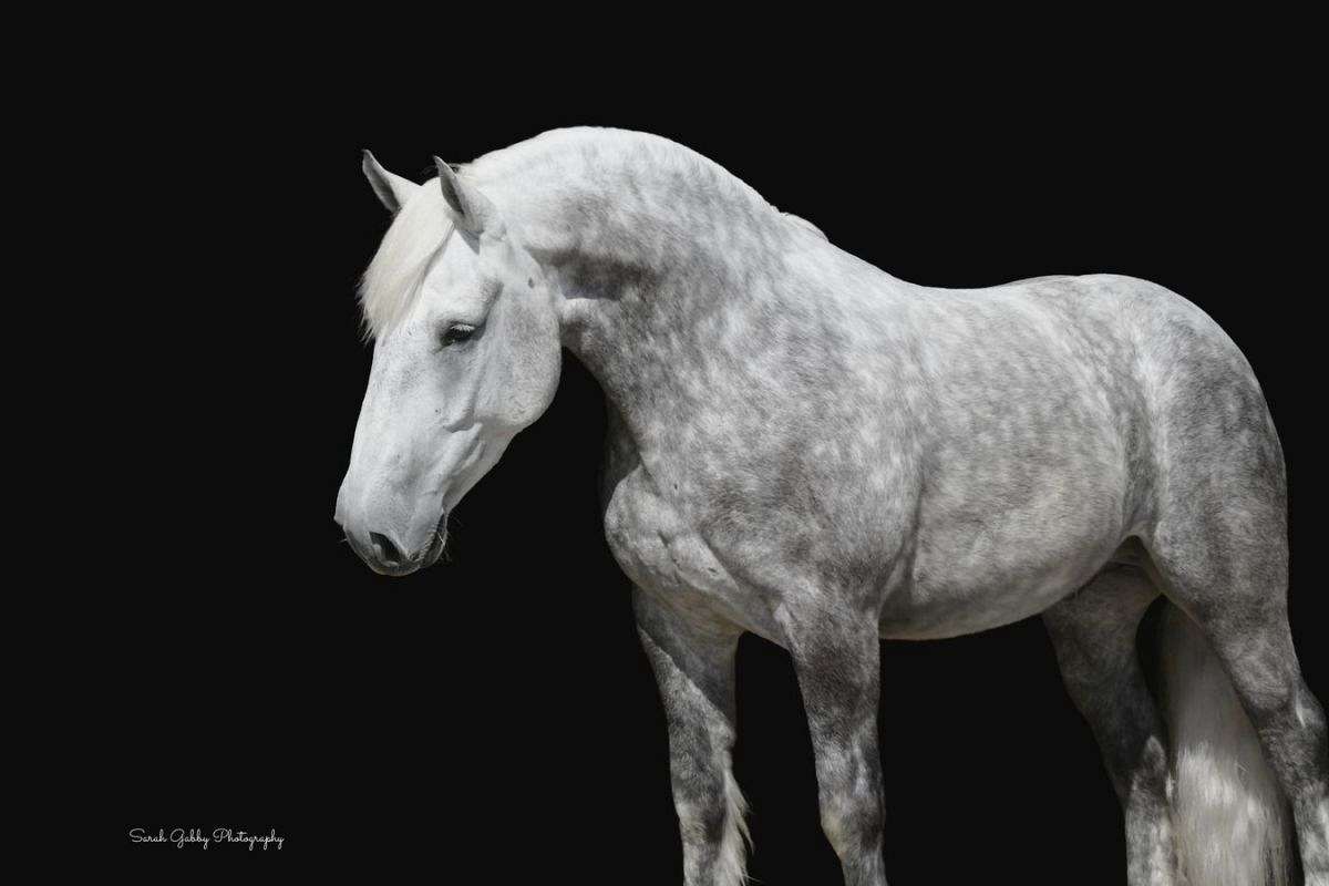 Titan - Super Talented 6 Yr Old Dapple Grey Draft Cross Gelding!