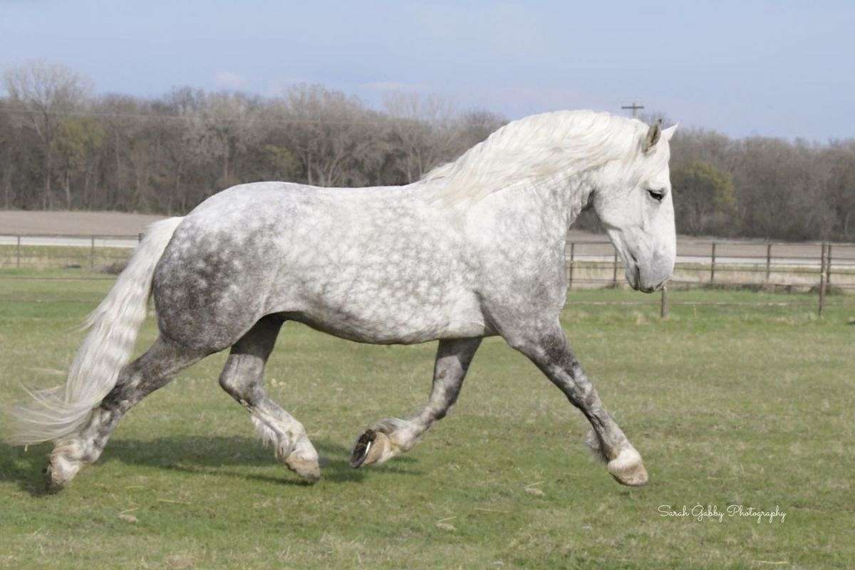 Titan - Super Talented 6 Yr Old Dapple Grey Draft Cross Gelding!