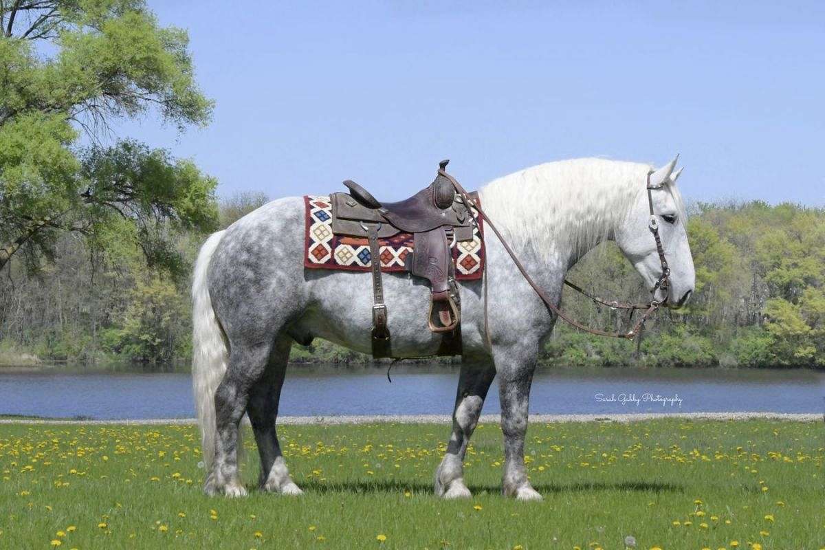 Titan - Super Talented 6 Yr Old Dapple Grey Draft Cross Gelding!