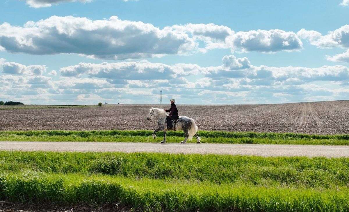 Titan - Super Talented 6 Yr Old Dapple Grey Draft Cross Gelding!