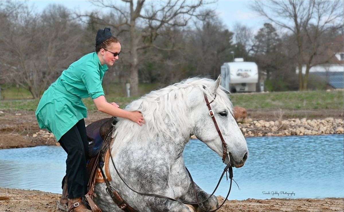 Titan - Super Talented 6 Yr Old Dapple Grey Draft Cross Gelding!
