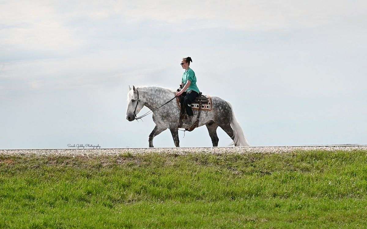 Titan - Super Talented 6 Yr Old Dapple Grey Draft Cross Gelding!