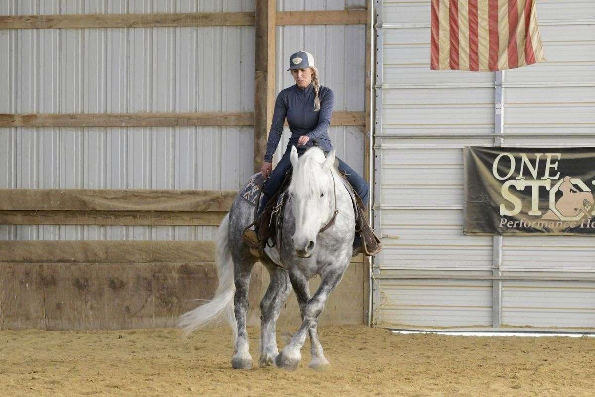 Titan - Super Talented 6 Yr Old Dapple Grey Draft Cross Gelding!