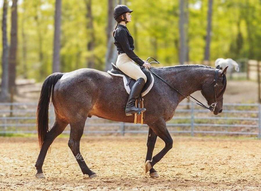 Thunder - Safe, Sane, & Steady Partner 7 Yr Old Bay Roan AQHA Gelding!