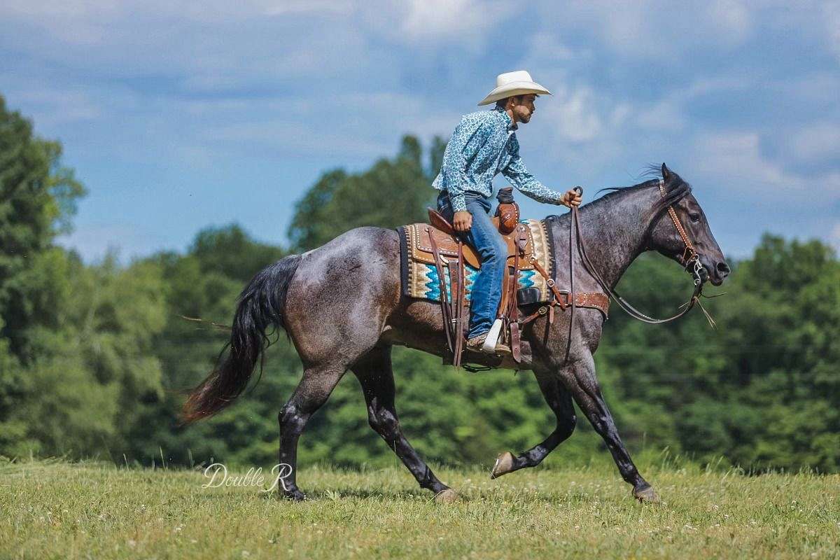 Thunder - Safe, Sane, & Steady Partner 7 Yr Old Bay Roan AQHA Gelding!