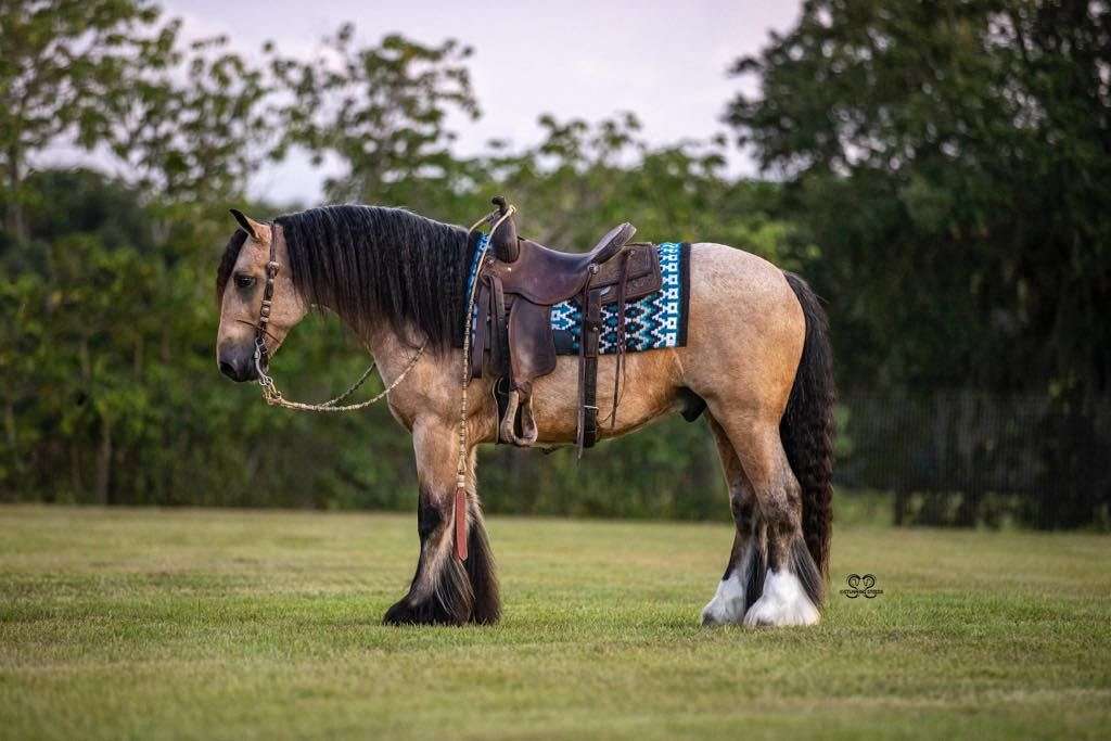 Tater - Stunning All-Around Horse 5 Yr Old Buckskin Gypsy Vanner Gelding!