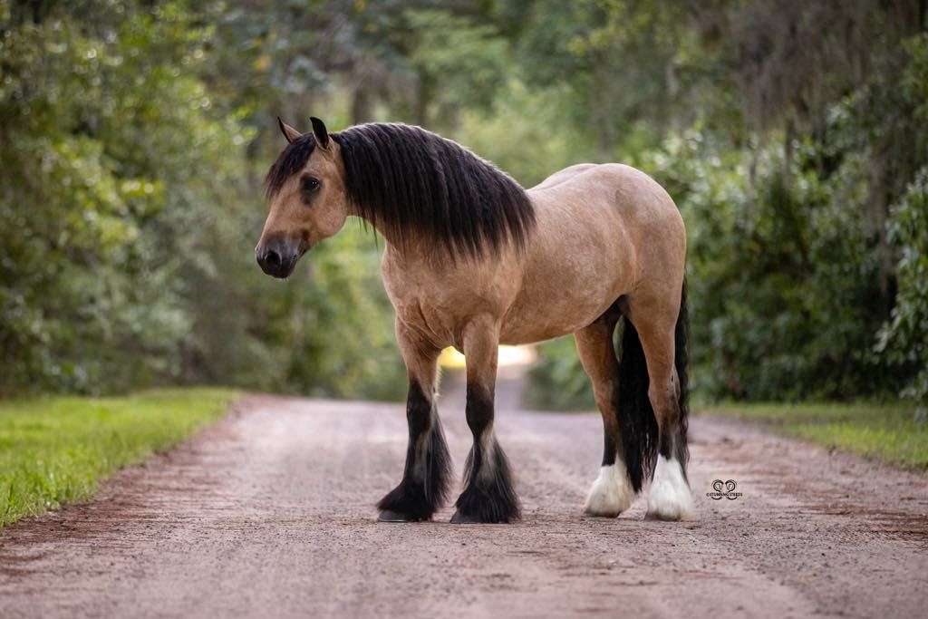 Tater - Stunning All-Around Horse 5 Yr Old Buckskin Gypsy Vanner Gelding!