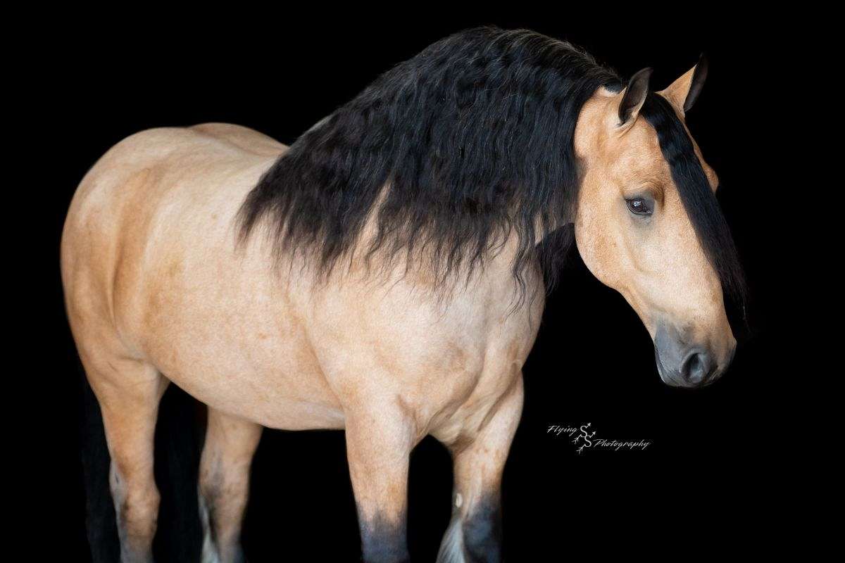 Tater - Stunning All-Around Horse 5 Yr Old Buckskin Gypsy Vanner Gelding!