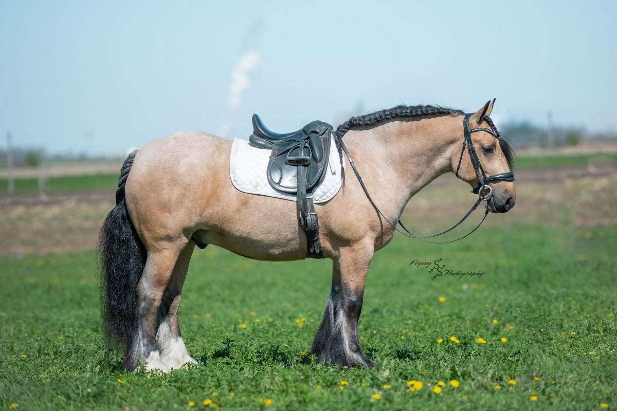 Tater - Stunning All-Around Horse 5 Yr Old Buckskin Gypsy Vanner Gelding!