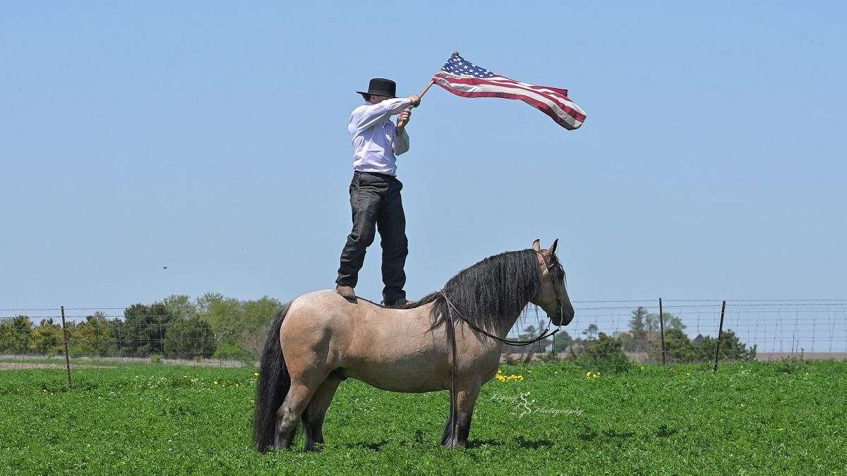 Tater - Stunning All-Around Horse 5 Yr Old Buckskin Gypsy Vanner Gelding!