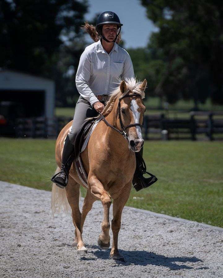 Swayze - Flashy Kid's Pony Deluxe 7 Yr Old Palomino Quarter Pony Mare!