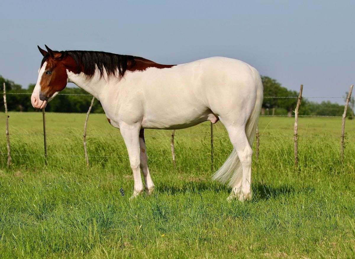 Splash - Excellent Reining & Ranch Prospect 4 yo Bay & White AQHA Gelding!