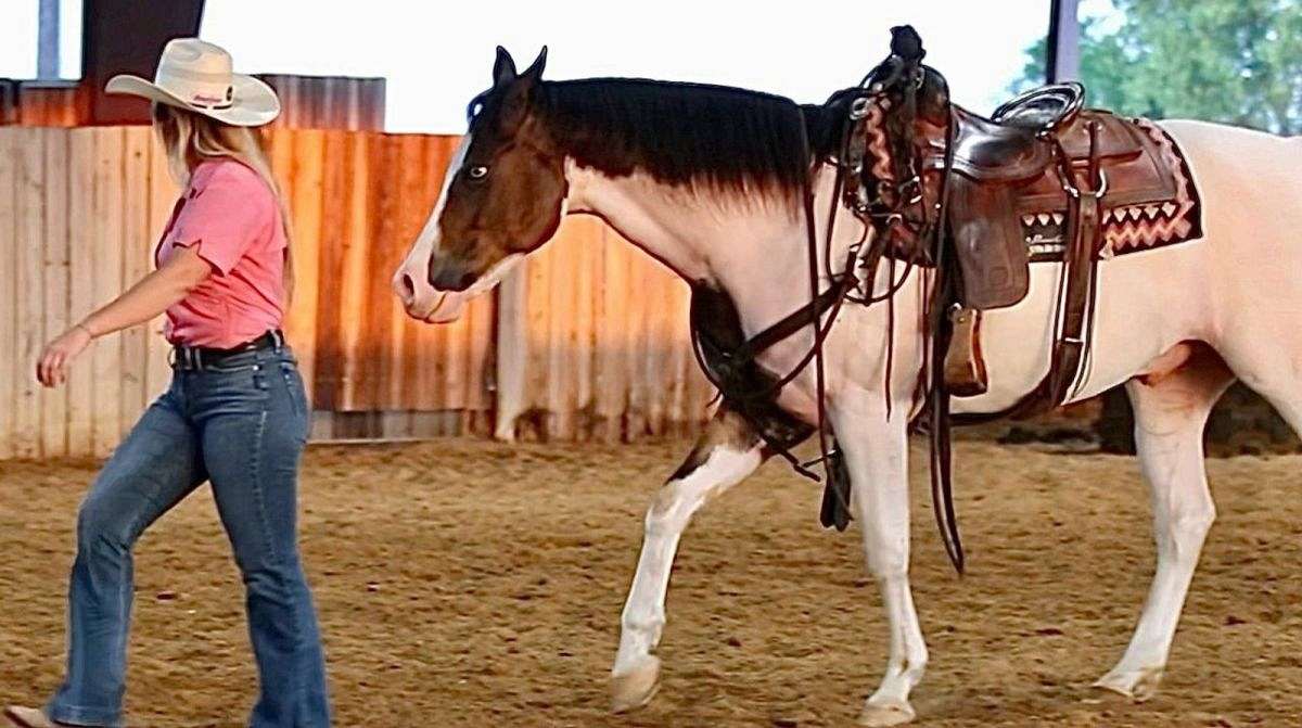 Splash - Excellent Reining & Ranch Prospect 4 yo Bay & White AQHA Gelding!
