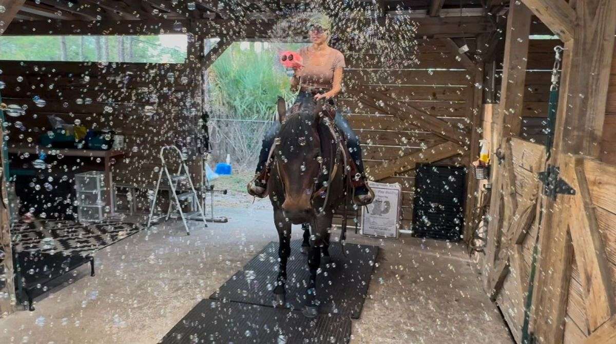 Slick - Outstanding Ranch and Trail Horse 8 yo Bay Roan AQHA Gelding!