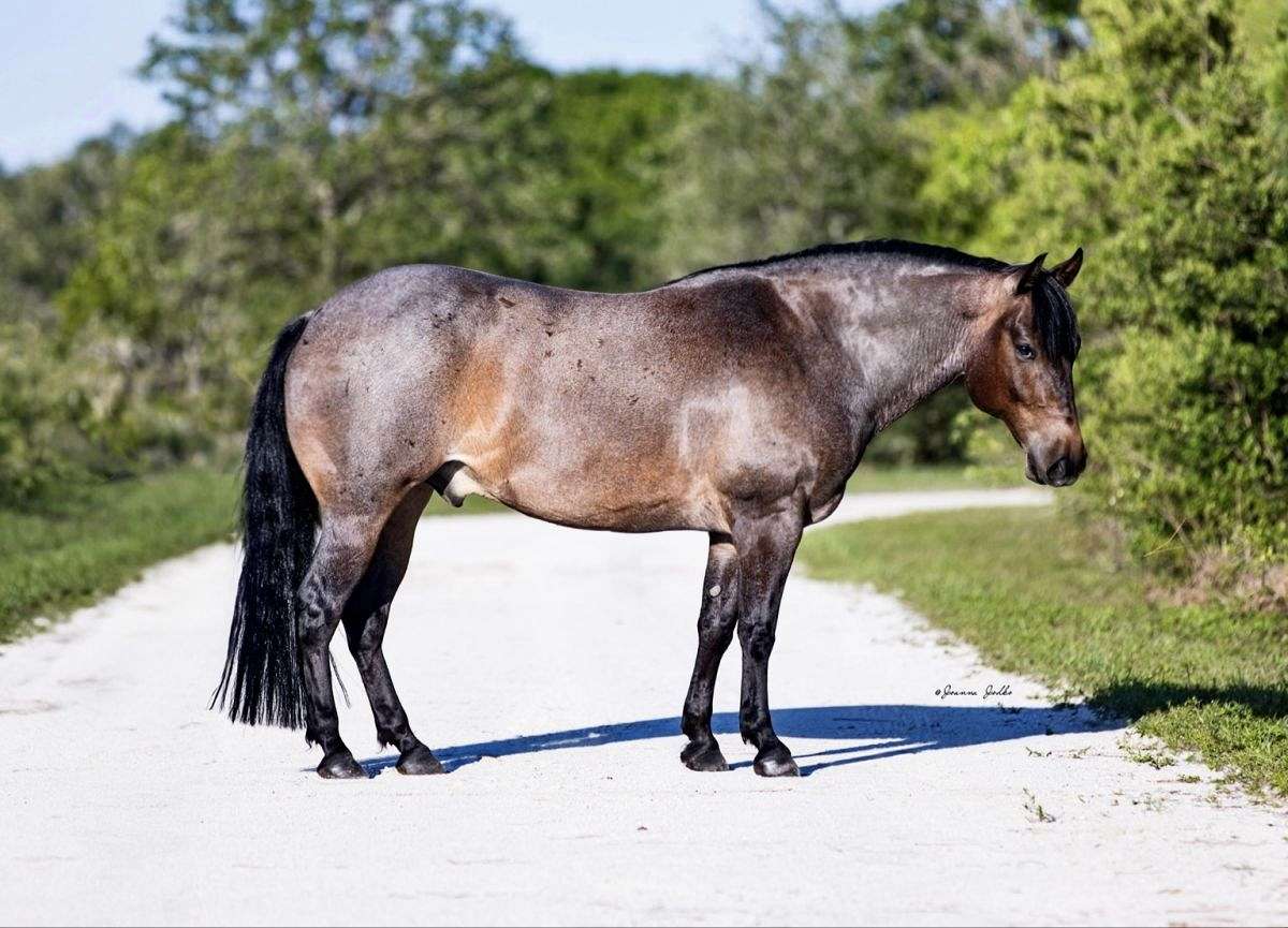 Slick - Outstanding Ranch and Trail Horse 8 yo Bay Roan AQHA Gelding!