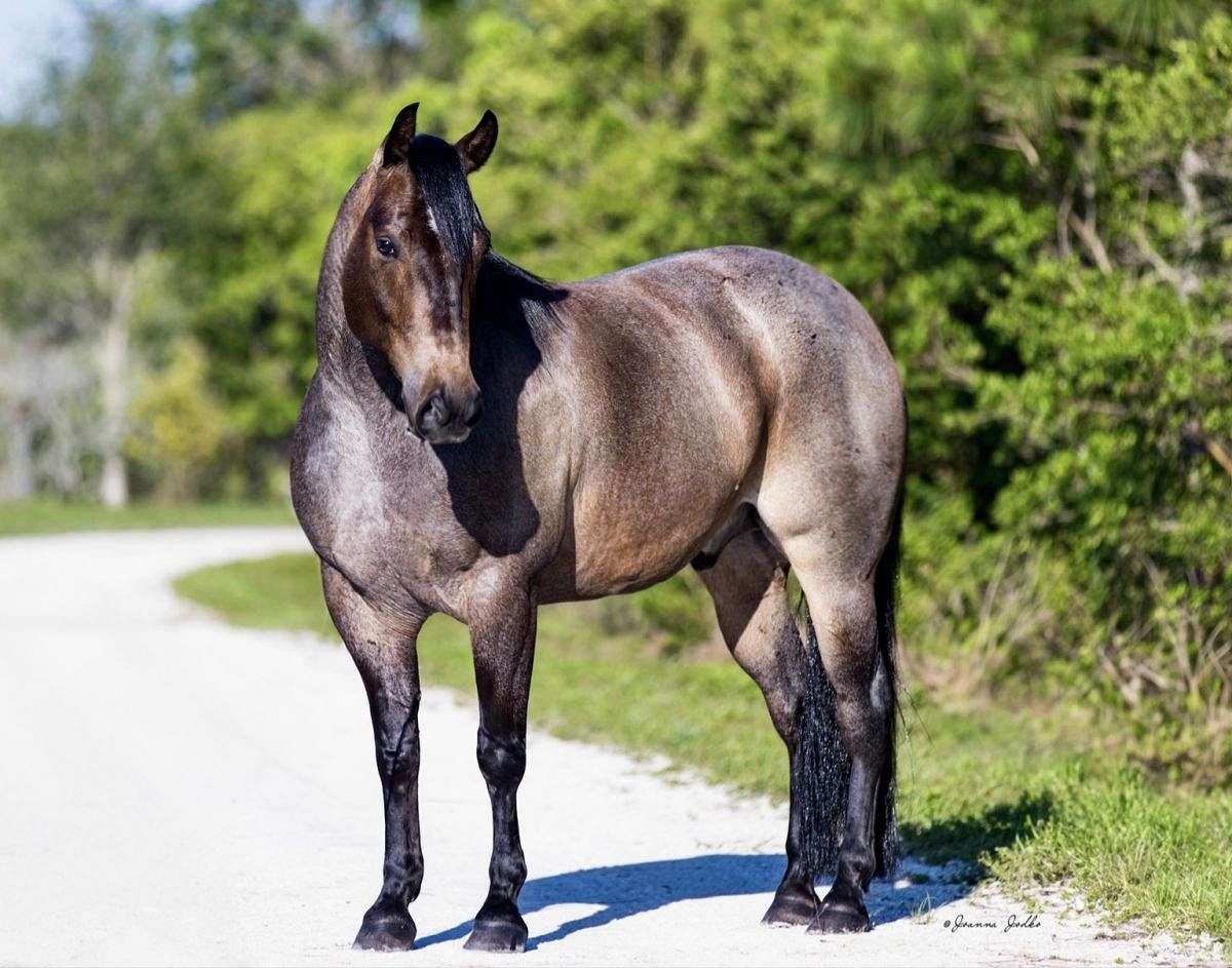 Slick - Outstanding Ranch and Trail Horse 8 yo Bay Roan AQHA Gelding!