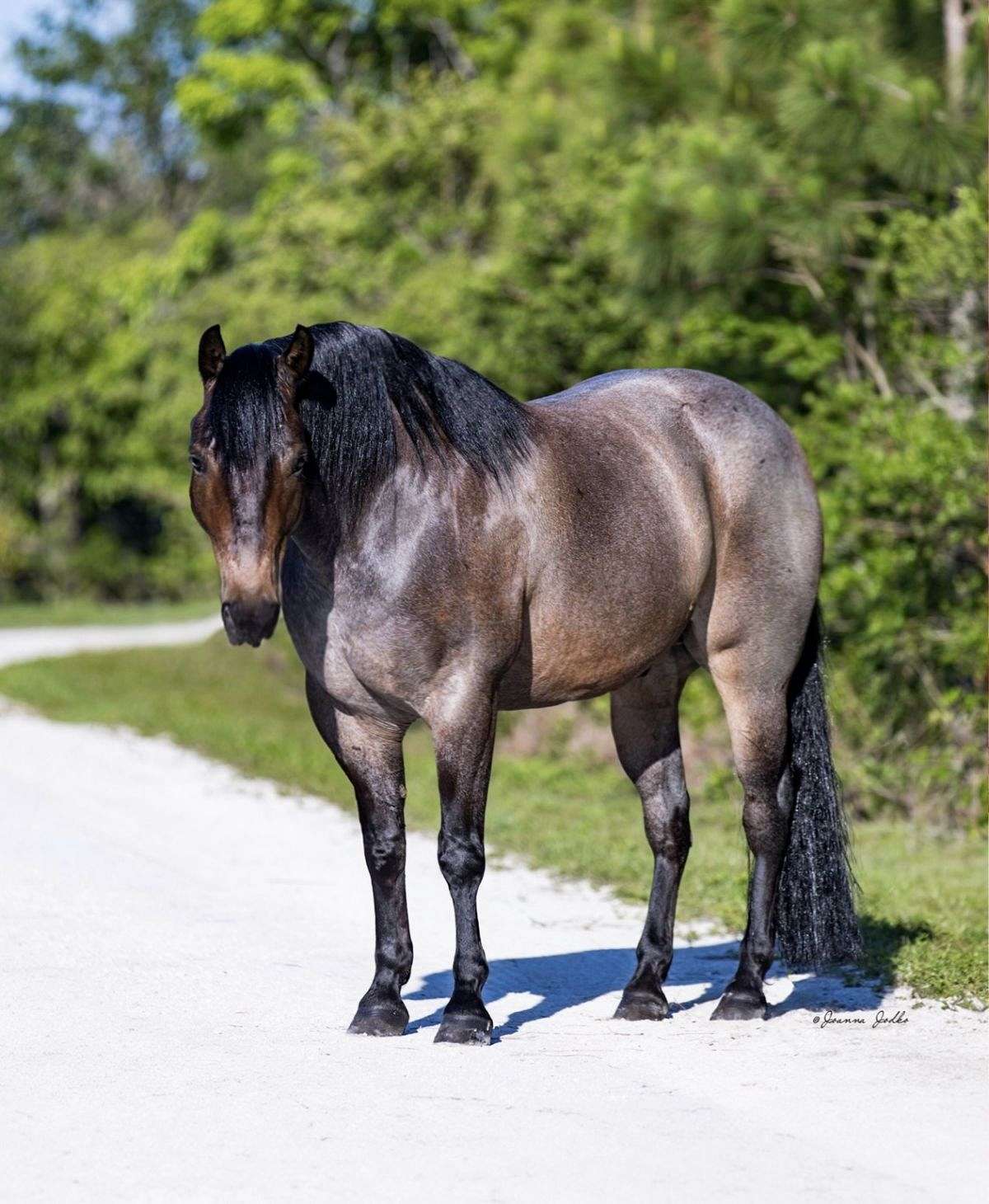 Slick - Outstanding Ranch and Trail Horse 8 yo Bay Roan AQHA Gelding!