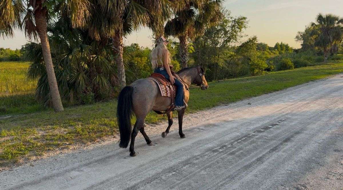 Slick - Outstanding Ranch and Trail Horse 8 yo Bay Roan AQHA Gelding!