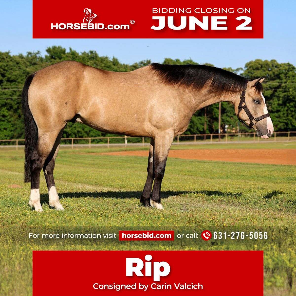 Rip - Handsome Ranch & Reining Horse 4 Yr Old Buckskin AQHA Gelding!